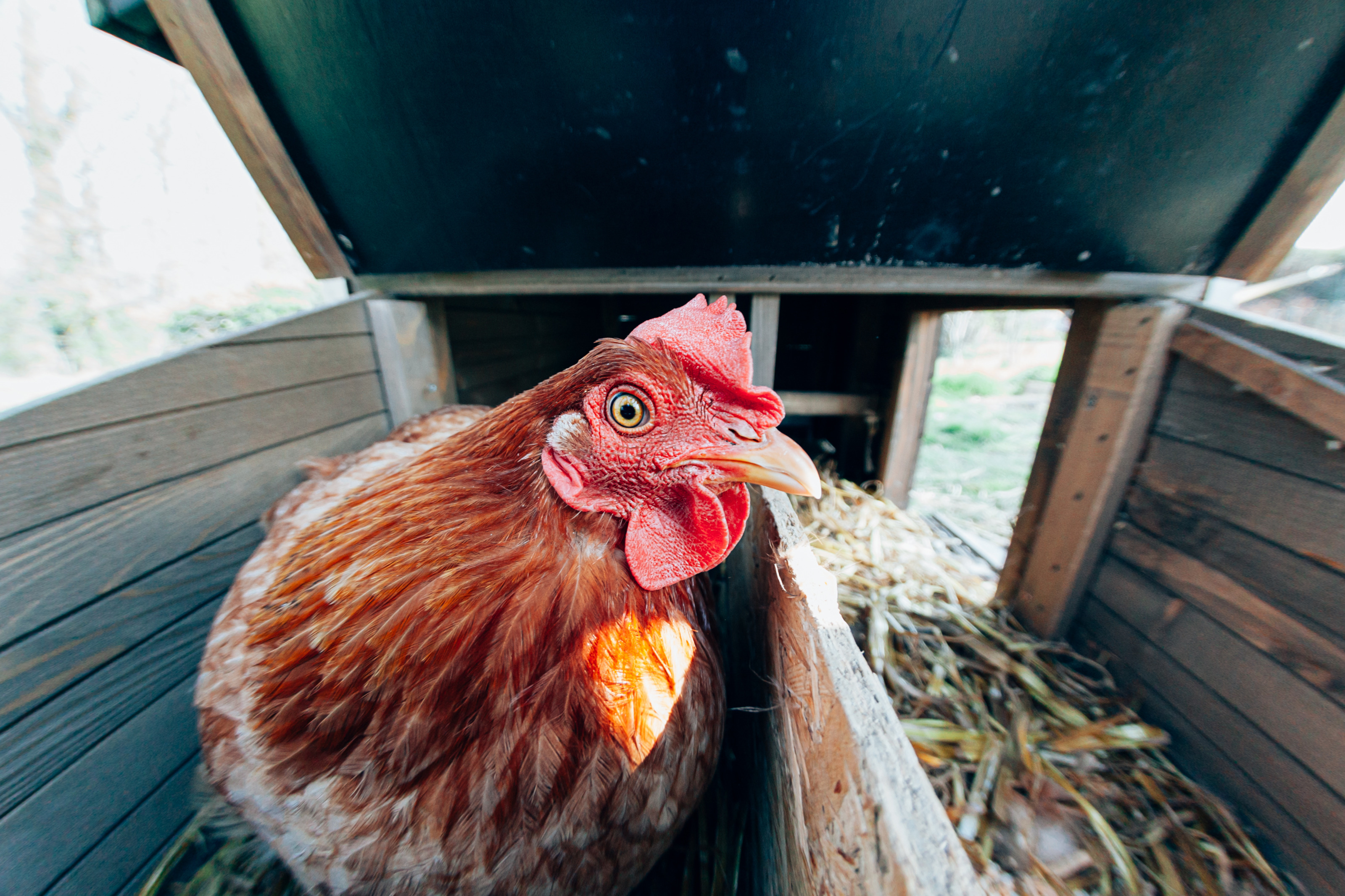 Informationen zur Aviären Influenza – Vogelgrippe - WKO