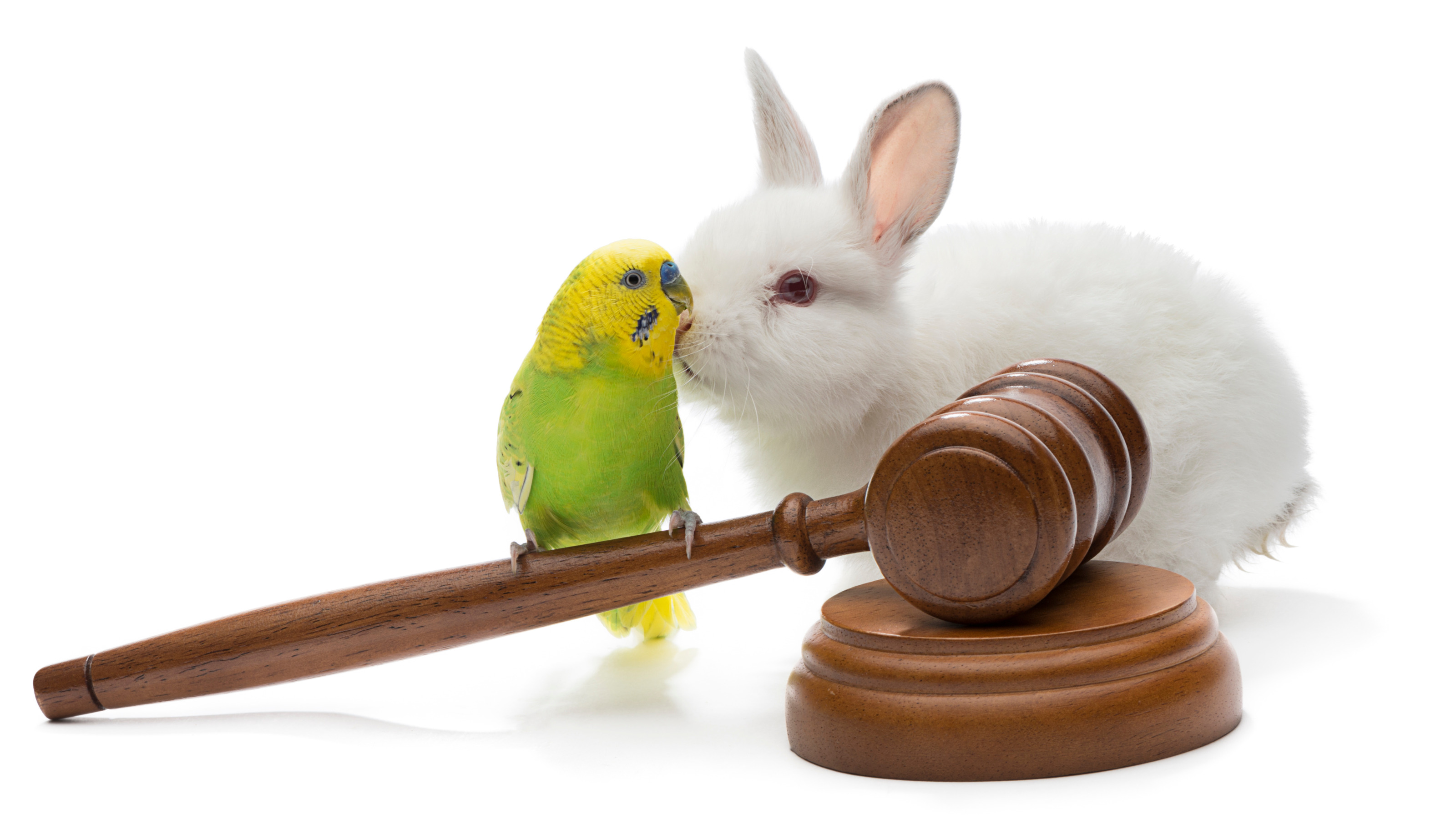 Rechtsinformationen und News für Tierbetreuer:innen - WKO